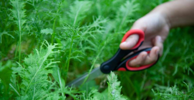Mizuna Lettuce (Japanese Mustard Greens): Description, Flavor, Benefits ...