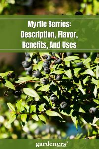 Myrtle Berries: Description, Flavor, Benefits, And Uses - Gardeners ...
