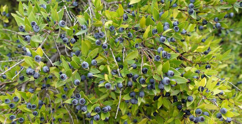 Myrtle Berries: Description, Flavor, Benefits, And Uses - Gardeners ...