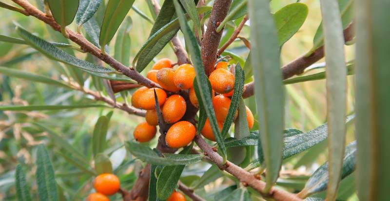 Sea Buckthorn Berries: Description, Flavor, Benefits, And Uses ...