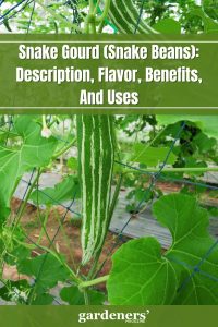 Snake Gourd (Snake Beans): Description, Flavor, Benefits, And Uses ...
