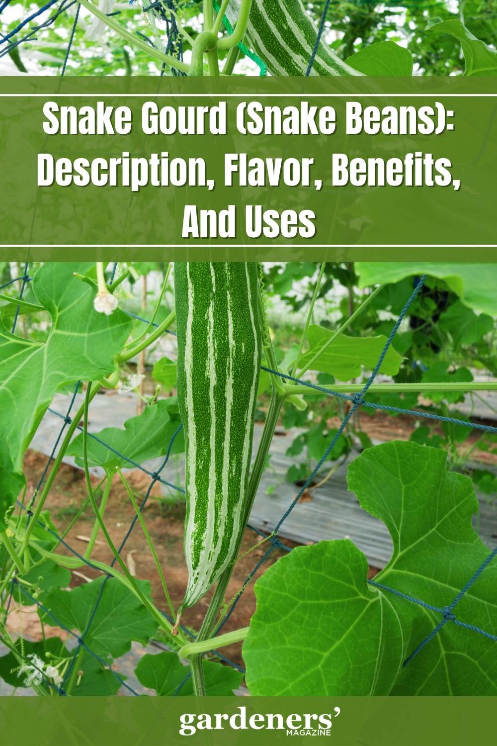 Snake Gourd (Snake Beans): Description, Flavor, Benefits, And Uses ...