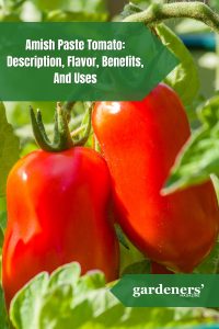 Amish Paste Tomato: Description, Flavor, Benefits, And Uses - Gardeners' Magazine