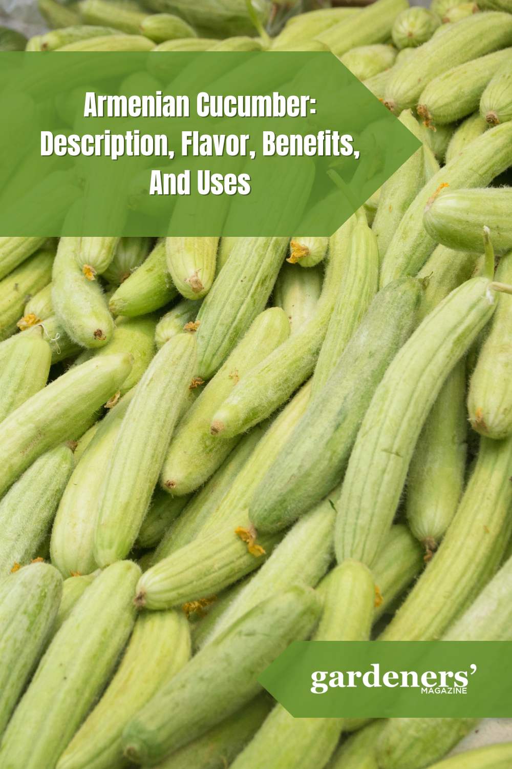 Armenian Cucumber: Description, Flavor, Benefits, And Uses - Gardeners ...