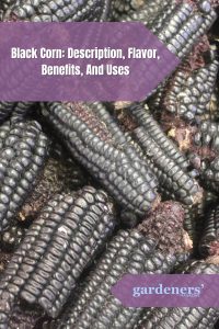 Black Corn: Description, Flavor, Benefits, And Uses - Gardeners' Magazine