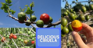 Ciruela (Spanish Plum): Description, Flavor, Benefits, And Uses ...