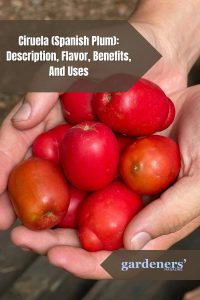 Ciruela (Spanish Plum): Description, Flavor, Benefits, And Uses ...