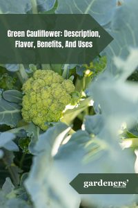 Green Cauliflower: Description, Flavor, Benefits, And Uses - Gardeners ...