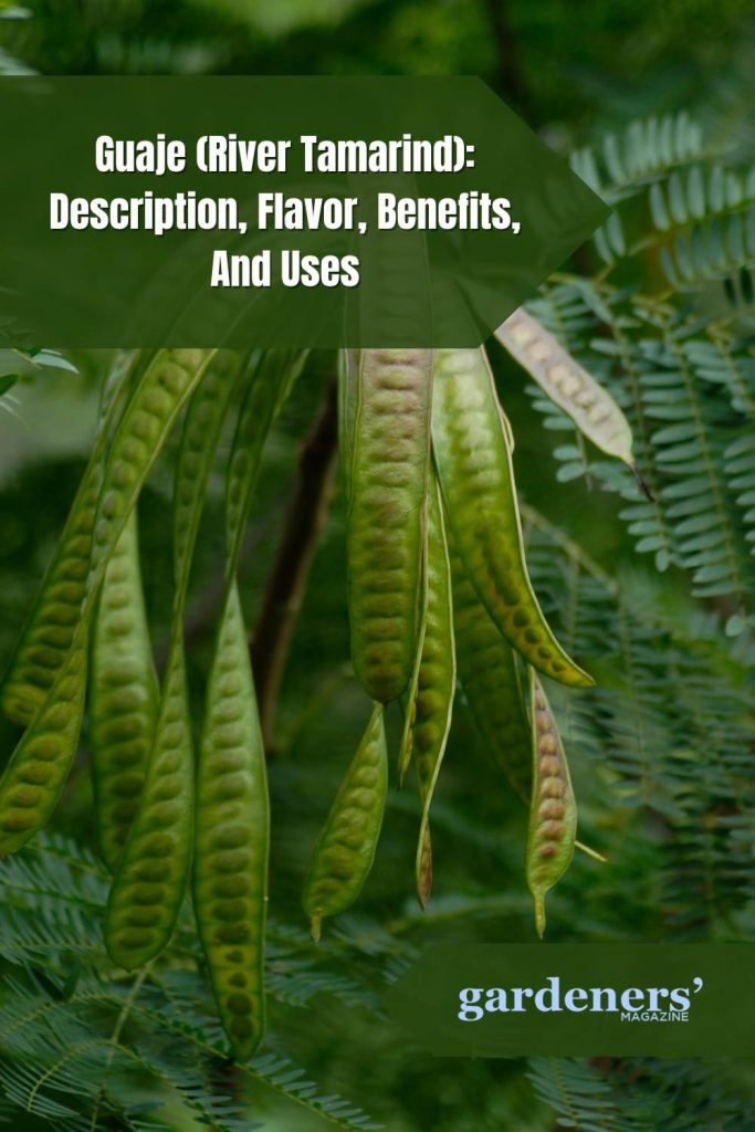 Guaje (River Tamarind): Description, Flavor, Benefits, And Uses ...