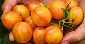 Bumble Bee Tomatoes (Sunrise, Pink): Description, Flavor, Benefits, And ...