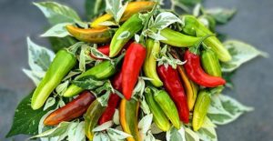 Fish Pepper: Description, Flavor, Benefits, And Uses - Gardeners' Magazine