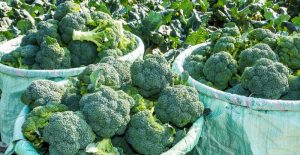 Green Cauliflower: Description, Flavor, Benefits, And Uses - Gardeners ...