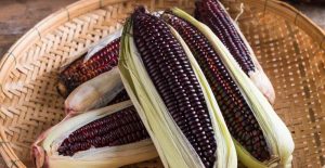 Purple Corn: Description, Flavor, Benefits, And Uses - Gardeners' Magazine