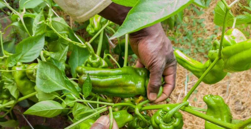 Cubanelle Pepper: Description, Flavor, Benefits, And Uses - Gardeners ...