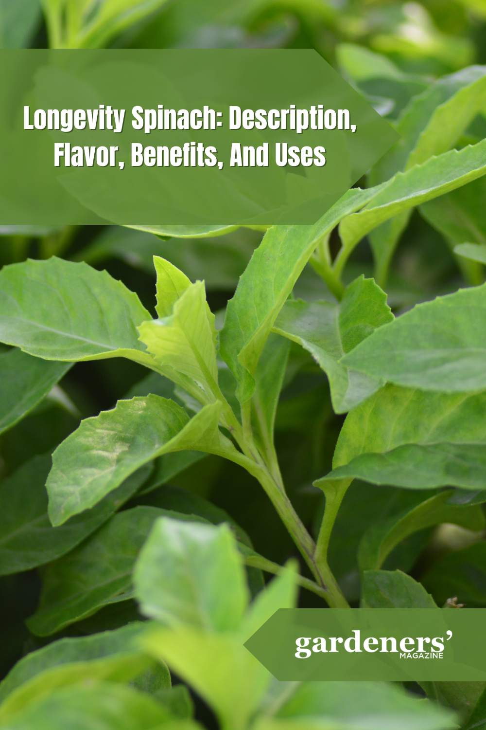 Longevity Spinach: Description, Flavor, Benefits, And Uses - Gardeners ...