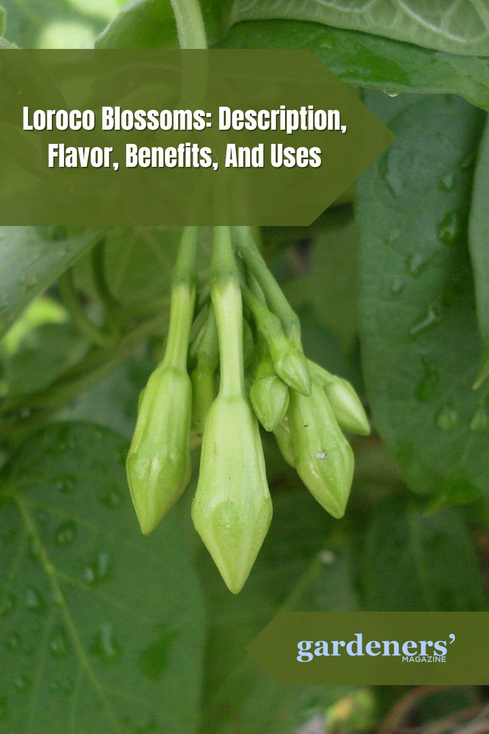 Loroco Blossoms: Description, Flavor, Benefits, And Uses - Gardeners ...