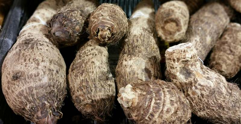 Malanga Lila Root: Description, Flavor, Benefits, And Uses - Gardeners ...