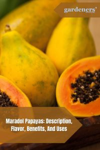 Maradol Papayas: Description, Flavor, Benefits, And Uses - Gardeners ...