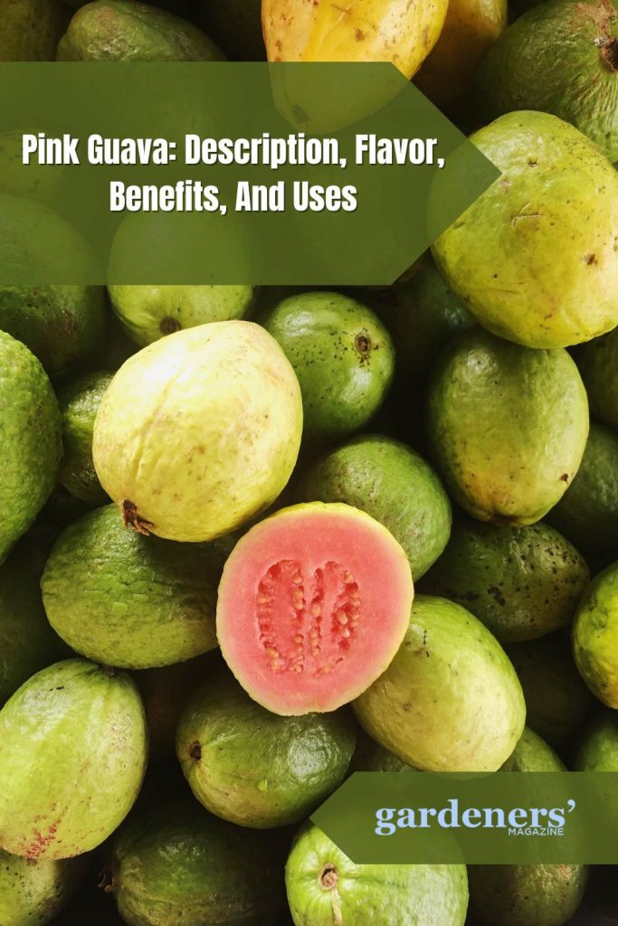 Pink Guava: Description, Flavor, Benefits, And Uses - Gardeners' Magazine