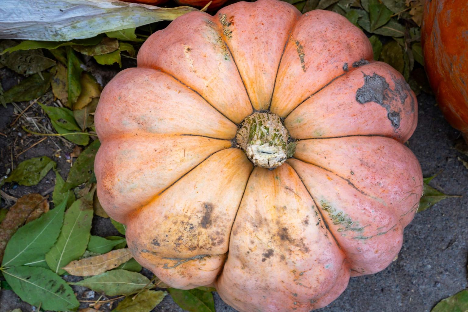 Pink Pumpkins: Description, Flavor, Benefits, And Uses - Gardeners ...