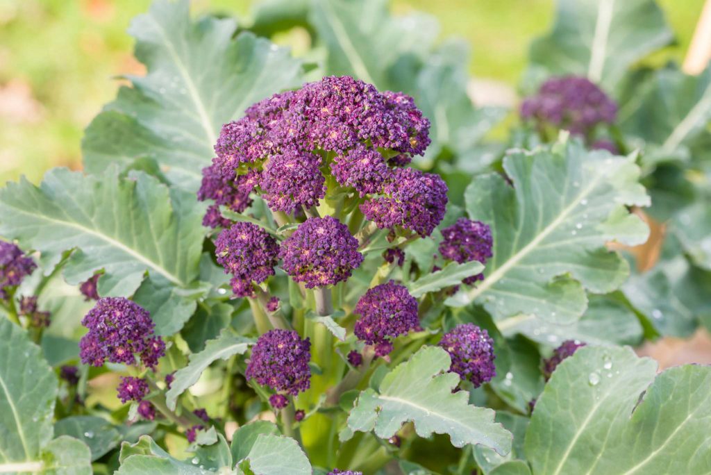 Purple Broccoli: Description, Flavor, Benefits, And Uses - Gardeners ...