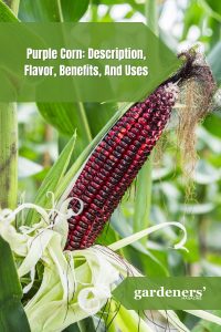 Purple Corn: Description, Flavor, Benefits, And Uses - Gardeners' Magazine