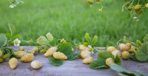 Alpine Yellow Wonder Strawberry: Description, Flavor, Benefits, And ...