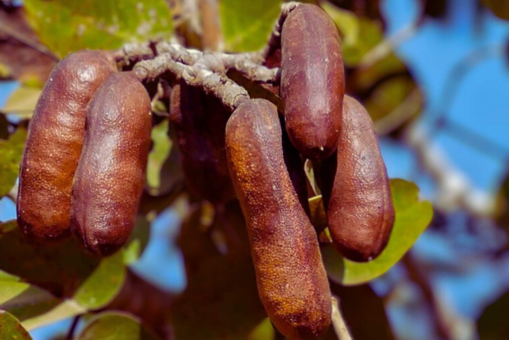 Stinking Toe Fruit: Description, Flavor, Benefits, And Uses - Gardeners ...