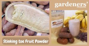 Stinking Toe Fruit: Description, Flavor, Benefits, And Uses - Gardeners ...