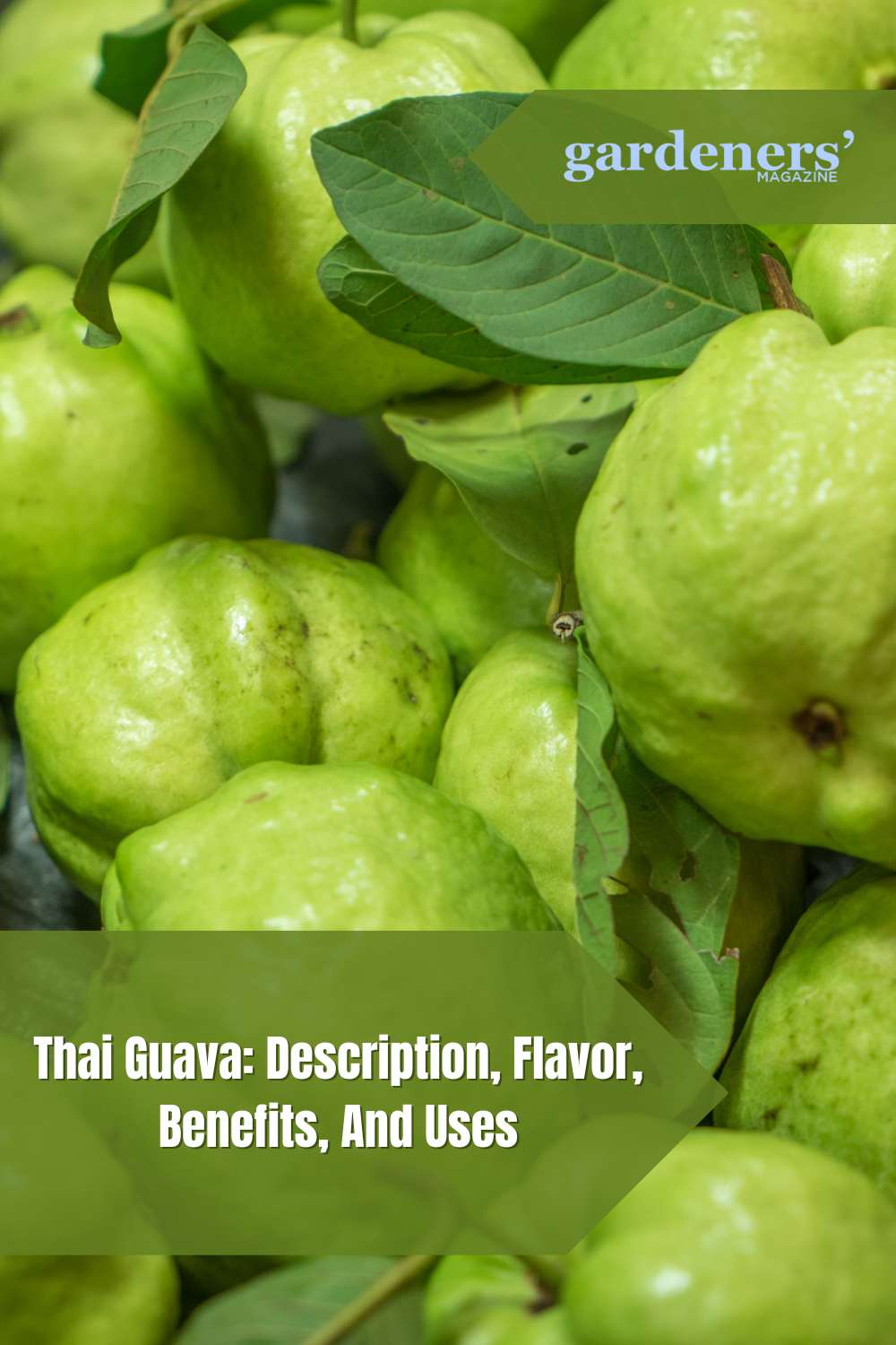 Thai Guava: Description, Flavor, Benefits, And Uses - Gardeners' Magazine
