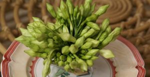 Loroco Blossoms: Description, Flavor, Benefits, And Uses - Gardeners ...