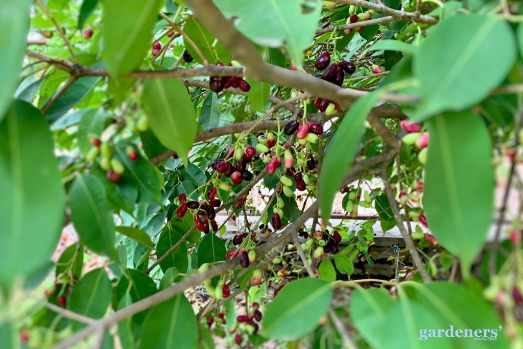 Water Berries: Description, Flavor, Benefits, And Uses - Gardeners ...
