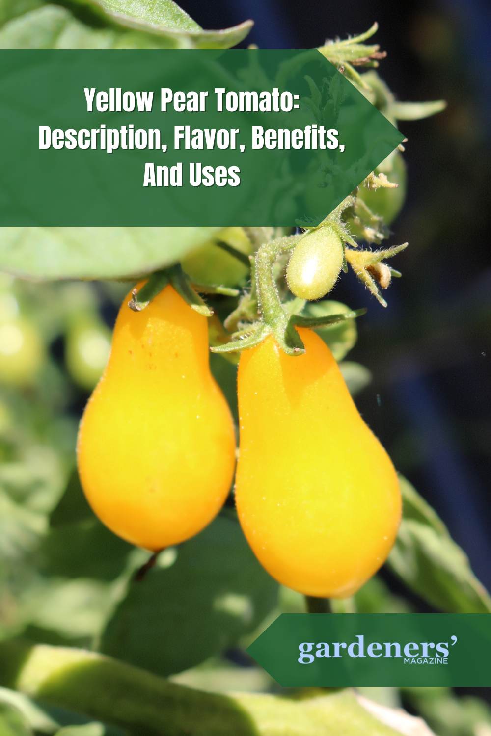 Yellow Pear Tomato: Description, Flavor, Benefits, And Uses - Gardeners ...