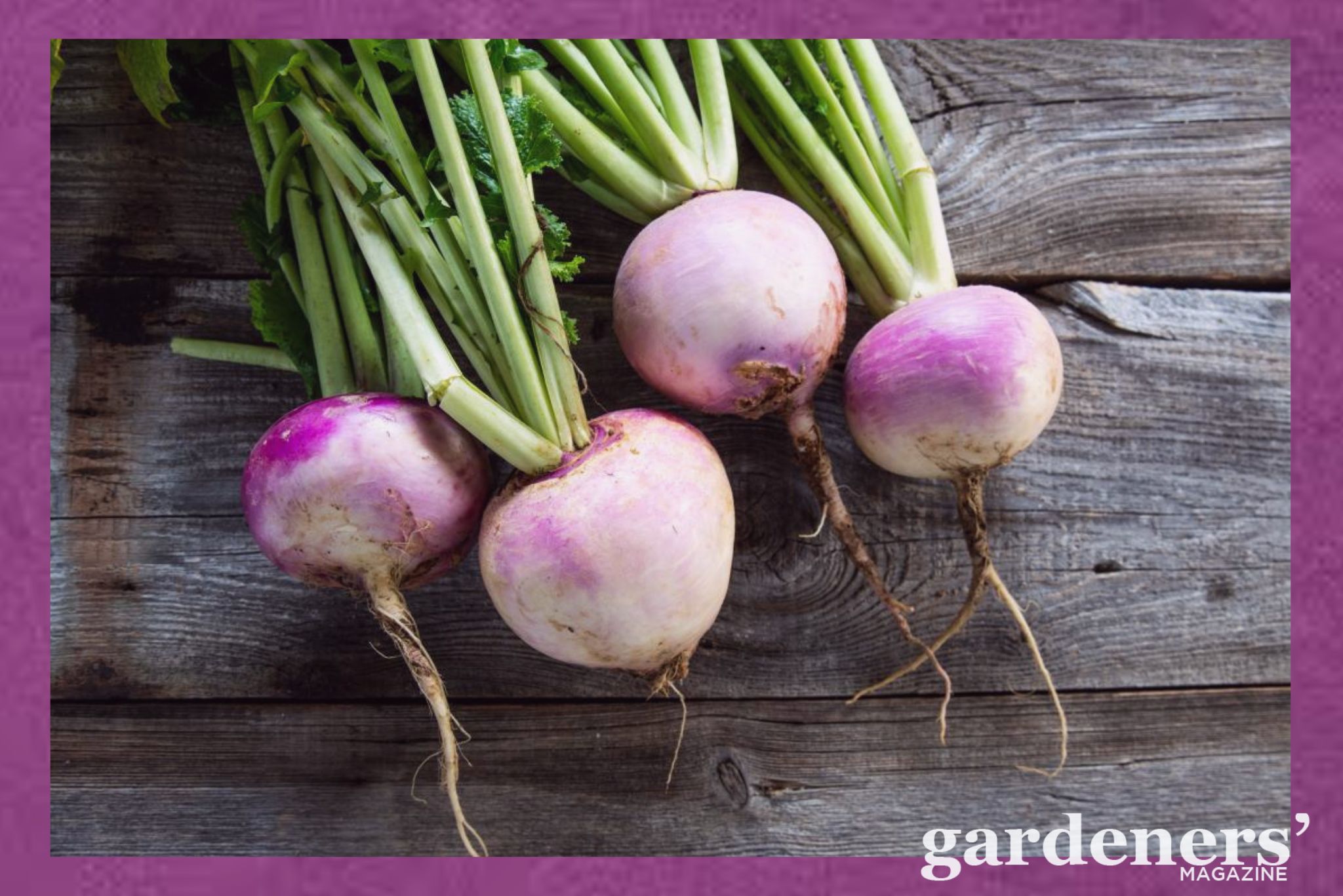 Sweet Turnip: Description, Flavor, Benefits, And Uses - Gardeners' Magazine
