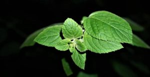 Apple Mint: Description, Flavor, Benefits, And Uses - Gardeners' Magazine