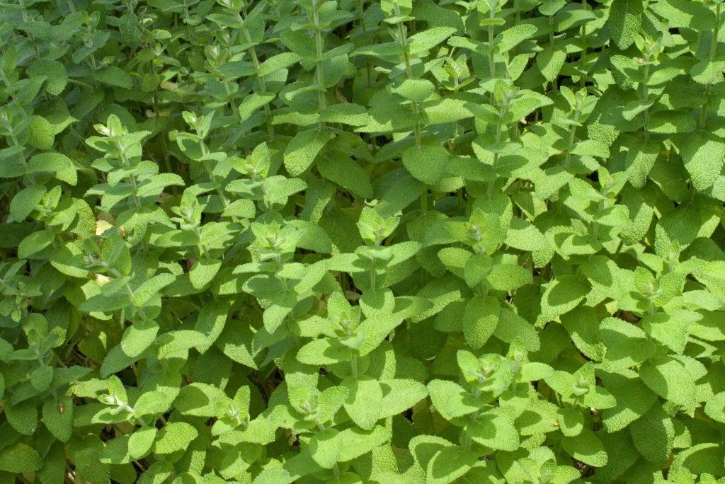 Apple Mint: Description, Flavor, Benefits, And Uses - Gardeners' Magazine