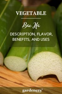 Bac Ha: Description, Flavor, Benefits, And Uses - Gardeners' Magazine