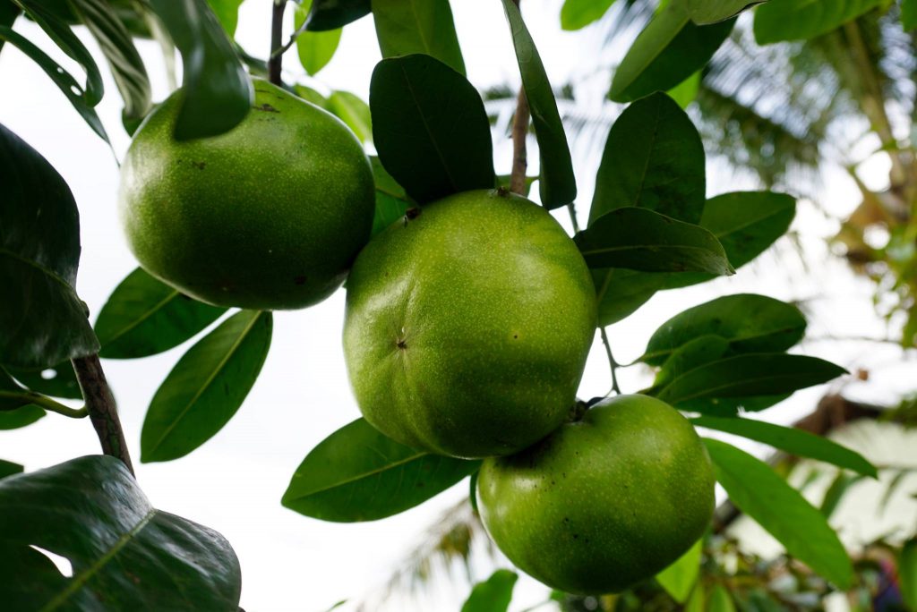 Black Sapote: Description, Origins, Uses & More... - Gardeners' Magazine