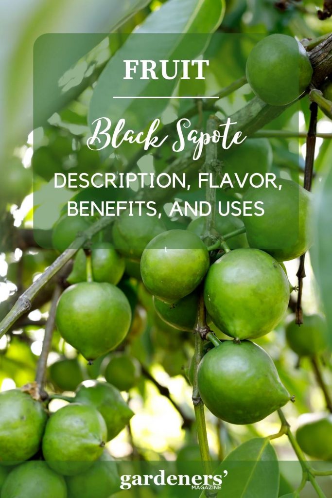 Black Sapote: Description, Flavor, Benefits, And Uses - Gardeners' Magazine