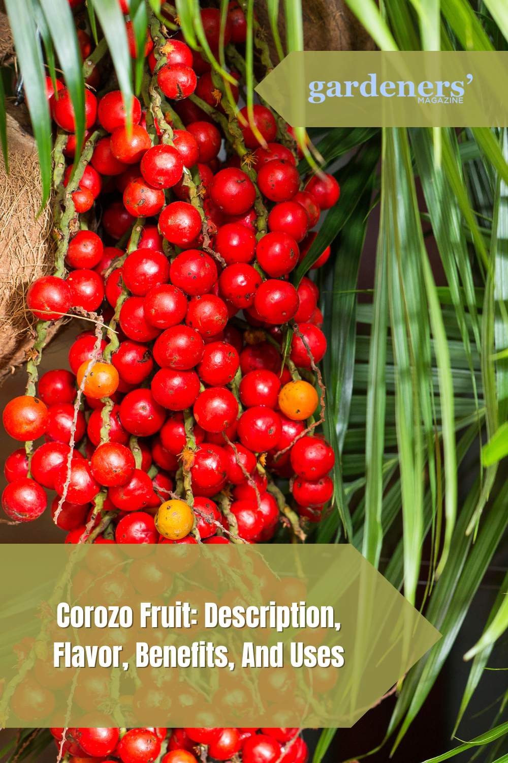 Corozo Fruit: Description, Flavor, Benefits, And Uses - Gardeners' Magazine
