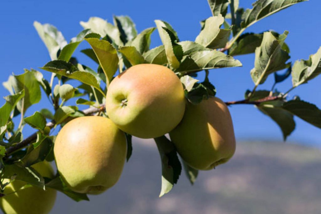 Criterion Apples: Description, Flavor, Benefits, And Uses - Gardeners ...