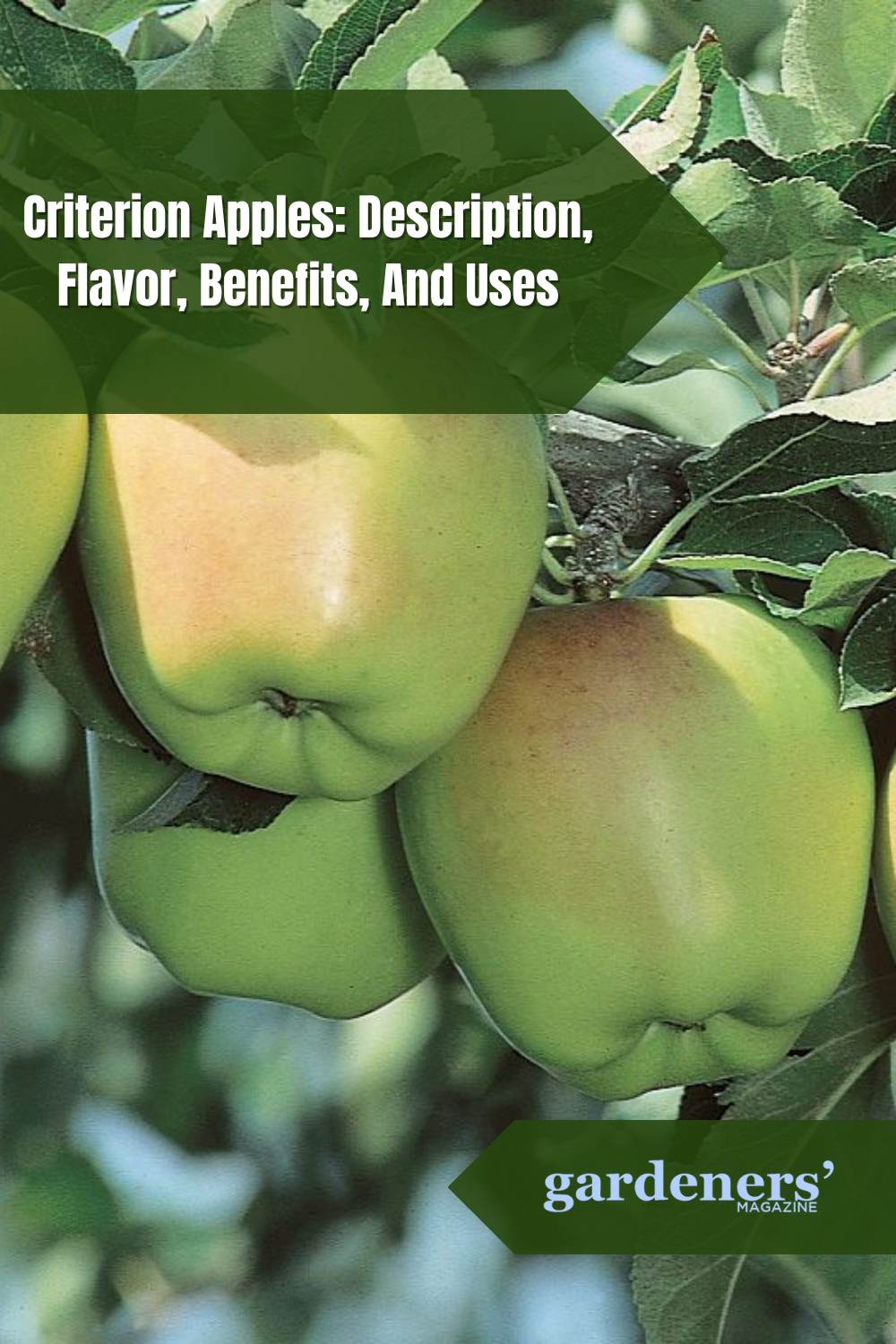 Criterion Apples: Description, Flavor, Benefits, And Uses - Gardeners ...