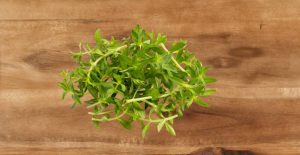 Rice Paddy Herb (Ngo Om): Description, Flavor, Benefits, And Uses ...