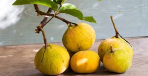 Savor the Santol: Grow, Taste, and Thrive with This Tropical Powerhouse ...