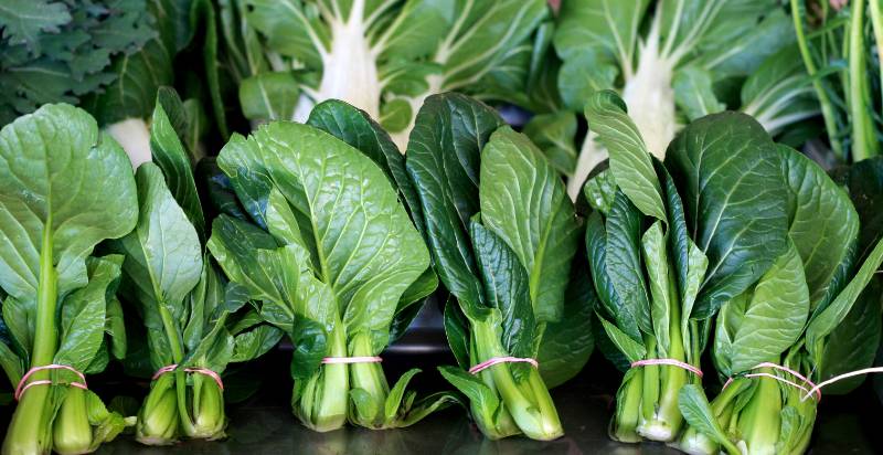 Tatsoi: Description, Flavor, Benefits, And Uses - Gardeners' Magazine