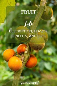 Lulo: Description, Flavor, Benefits, And Uses - Gardeners' Magazine