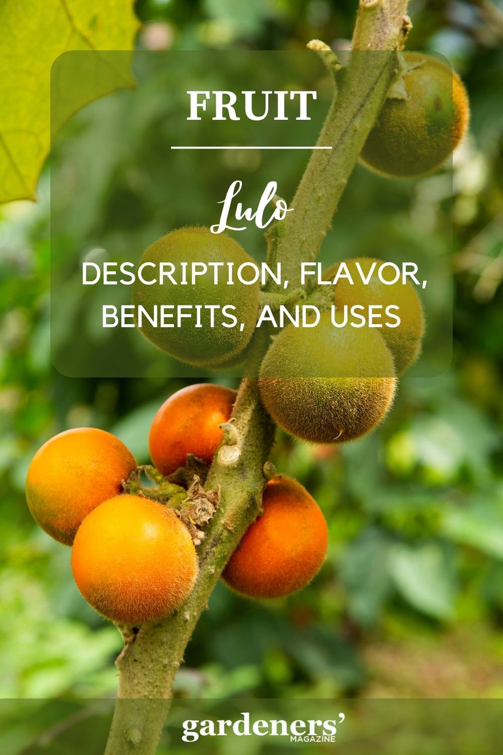 Lulo: Description, Flavor, Benefits, And Uses - Gardeners' Magazine