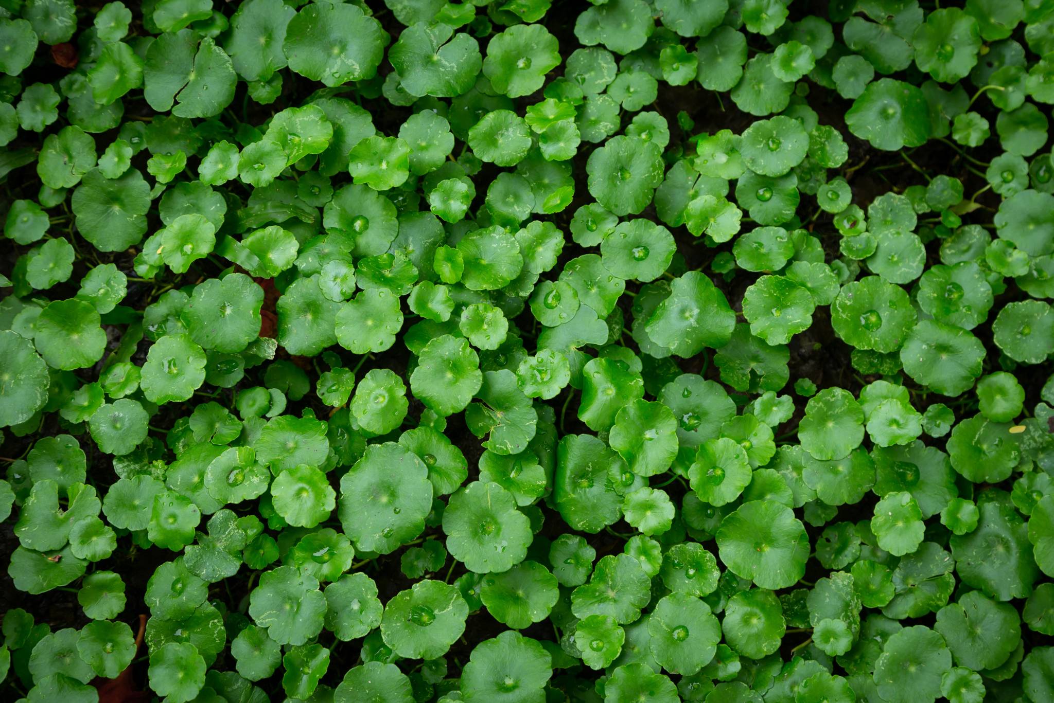 Vegetable Gardening Category Page 3 Of 27 Gardeners Magazine Vegetable Gardening Category Page 3 Of 27 Gardeners Magazine