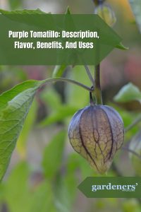 Purple Tomatillo: Description, Flavor, Benefits, And Uses - Gardeners ...