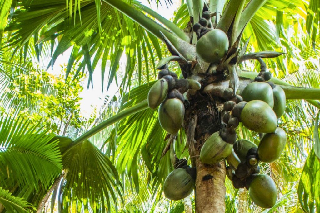 Sea Coconuts: Description, Flavor, Benefits, And Uses - Gardeners' Magazine